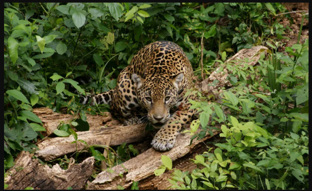 Fallece Jaguar Bajo Resguardo Del ZooMAT En Chiapas